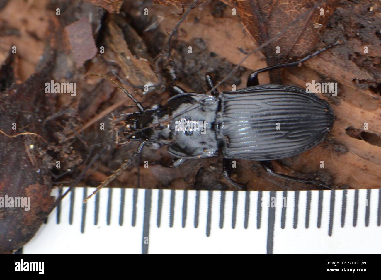 Abax parallelus hi-res stock photography and images - Alamy