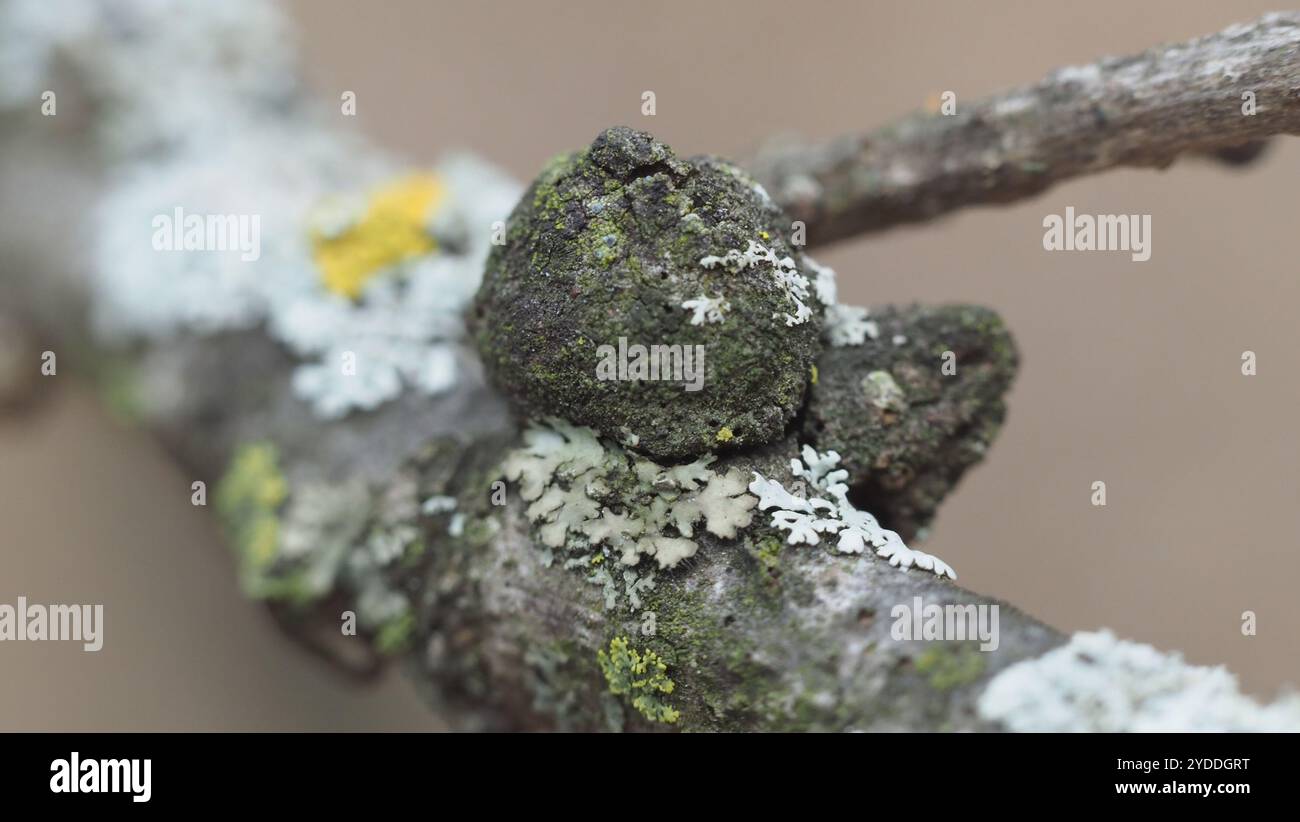 Oak Rough Bulletgall Wasp (Disholcaspis quercusmamma Stock Photo - Alamy