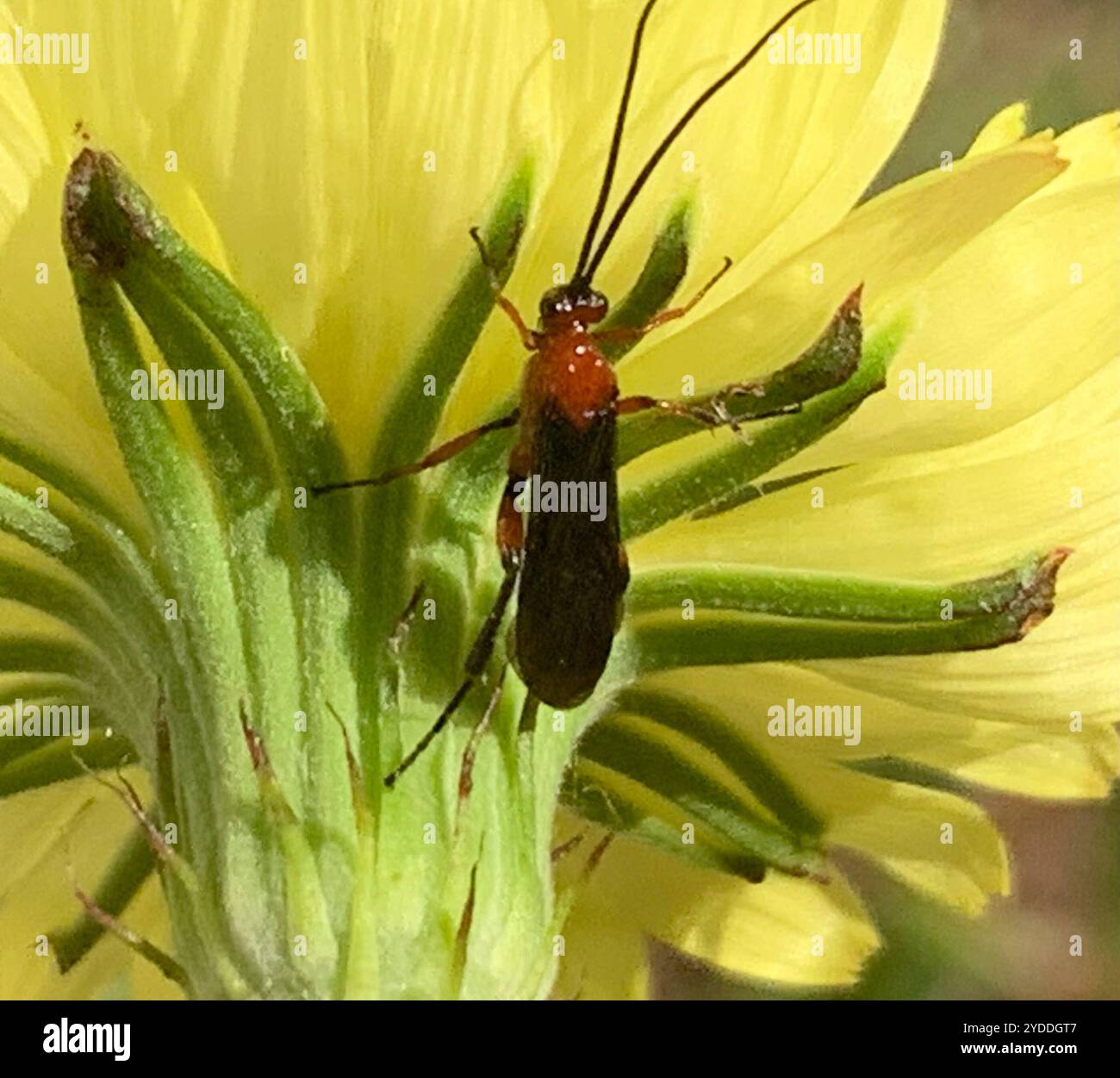 Braconid Wasps (Braconidae Stock Photo - Alamy