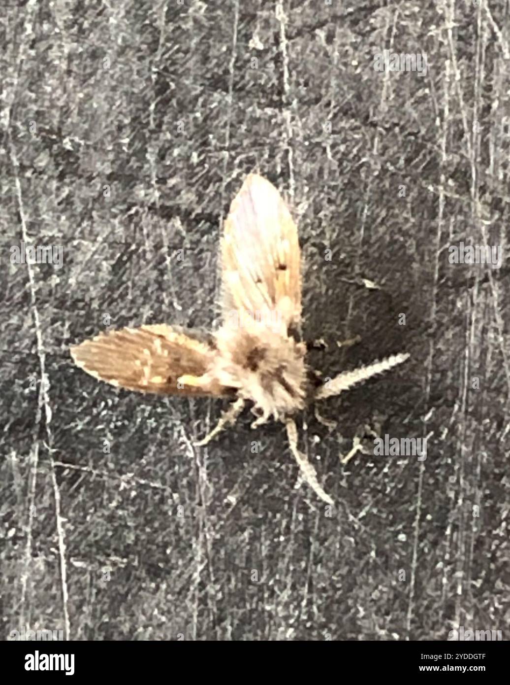 Bathroom Moth Fly (Clogmia albipunctata Stock Photo - Alamy