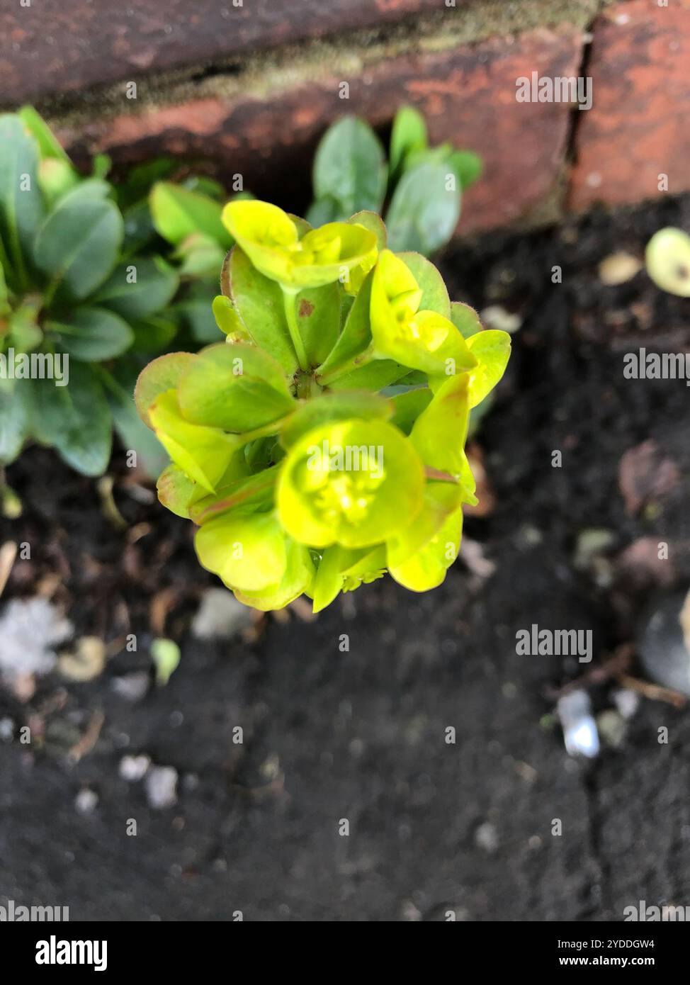 Mrs Robb's-bonnet (Euphorbia amygdaloides robbiae Stock Photo - Alamy