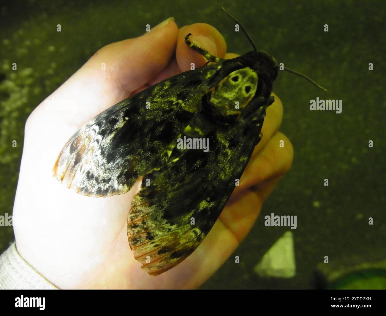 Greater Death's Head Hawkmoth (Acherontia lachesis Stock Photo - Alamy