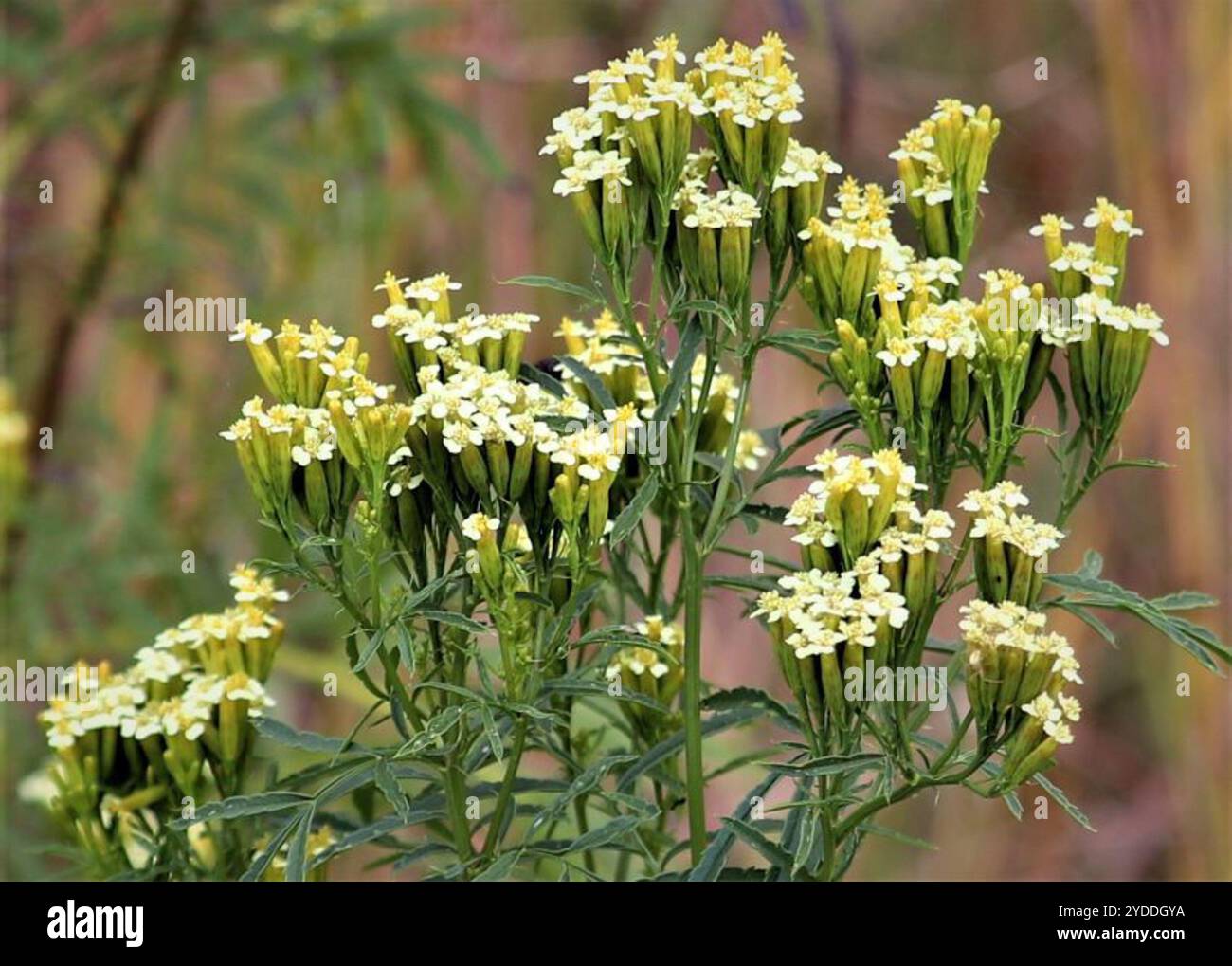 Wild marigold tagetes minuta hi-res stock photography and images - Alamy