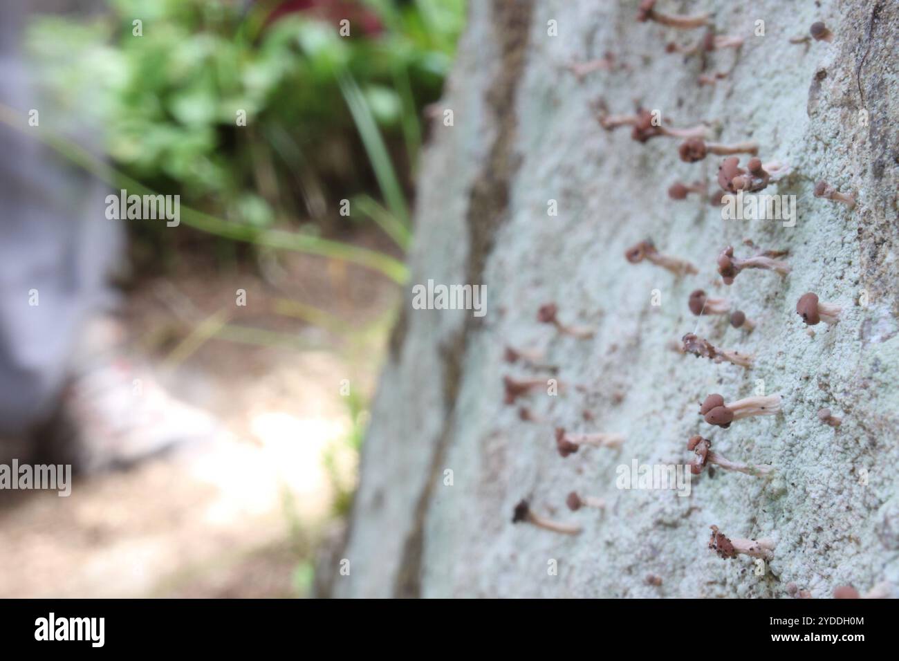 wart lichens, script lichens, and allies (Ostropomycetidae Stock Photo ...
