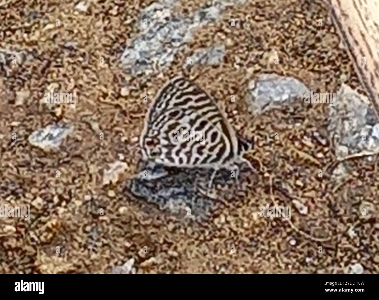 Common Blue Complex (Leptotes pirithous Stock Photo - Alamy