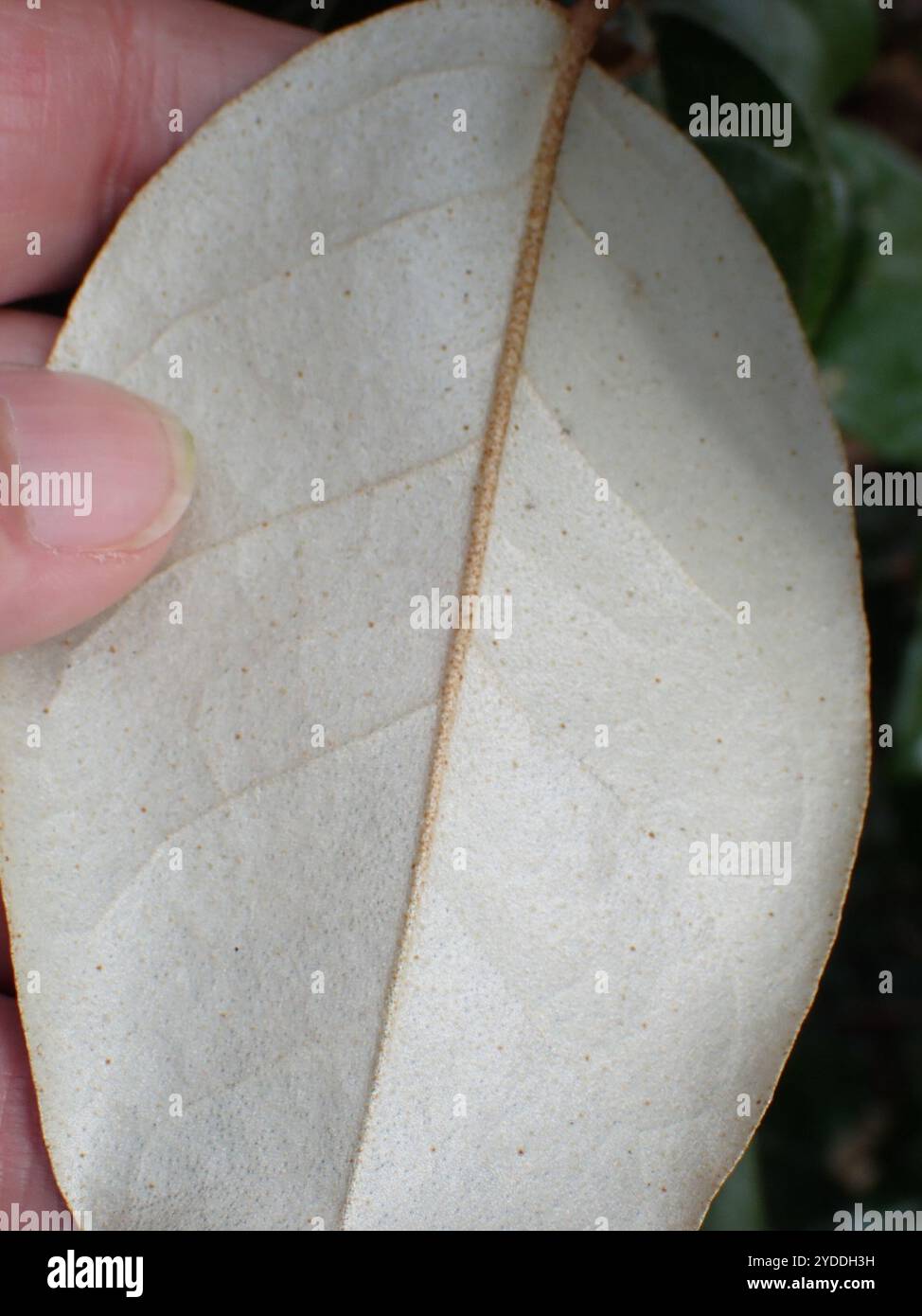 Ebbinge's Silverberry (Elaeagnus × submacrophylla Stock Photo - Alamy