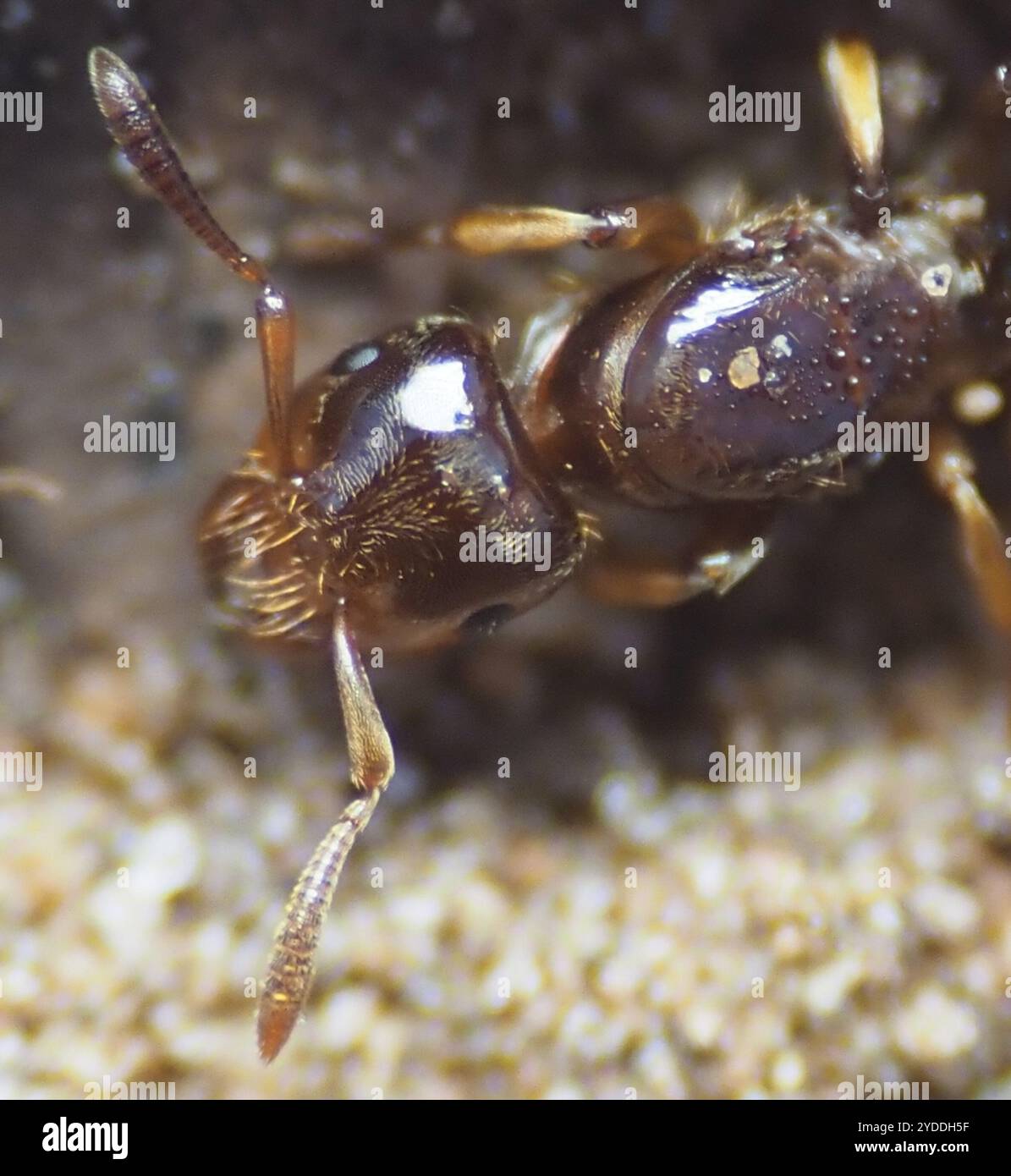 Common Citronella Ant (Lasius claviger Stock Photo - Alamy