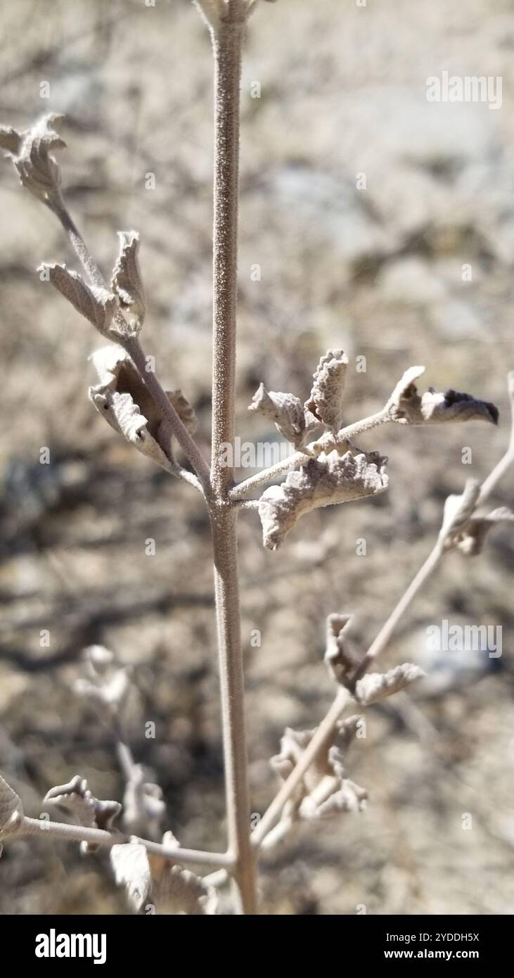 desert lavender (Condea emoryi Stock Photo - Alamy
