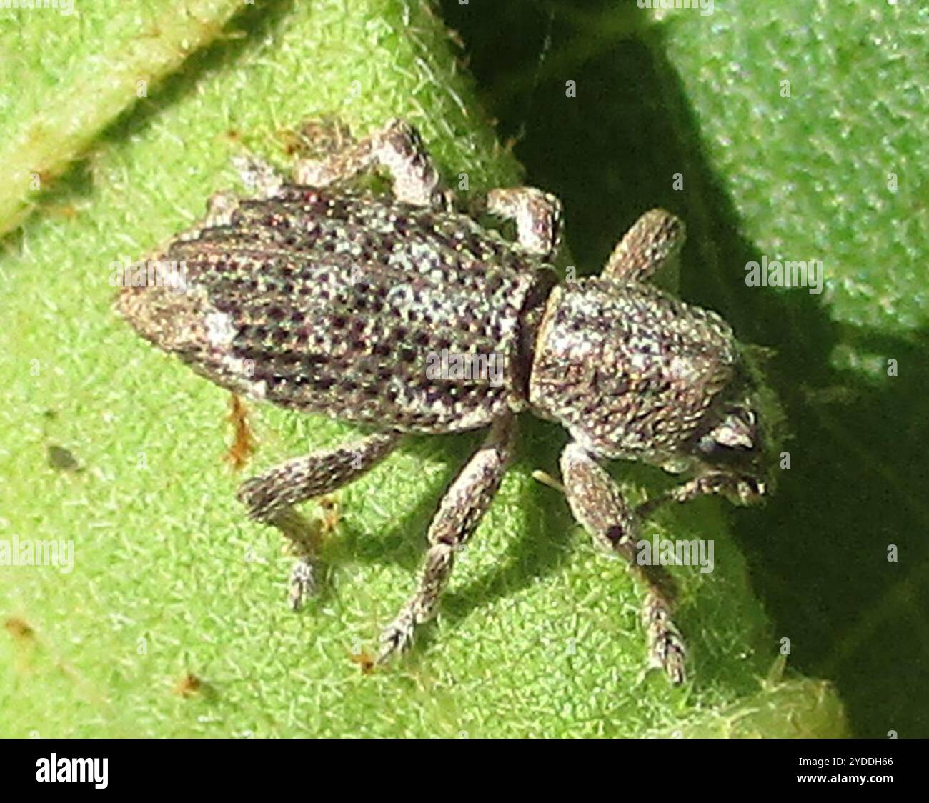 Broad-nosed Weevils (Entiminae Stock Photo - Alamy