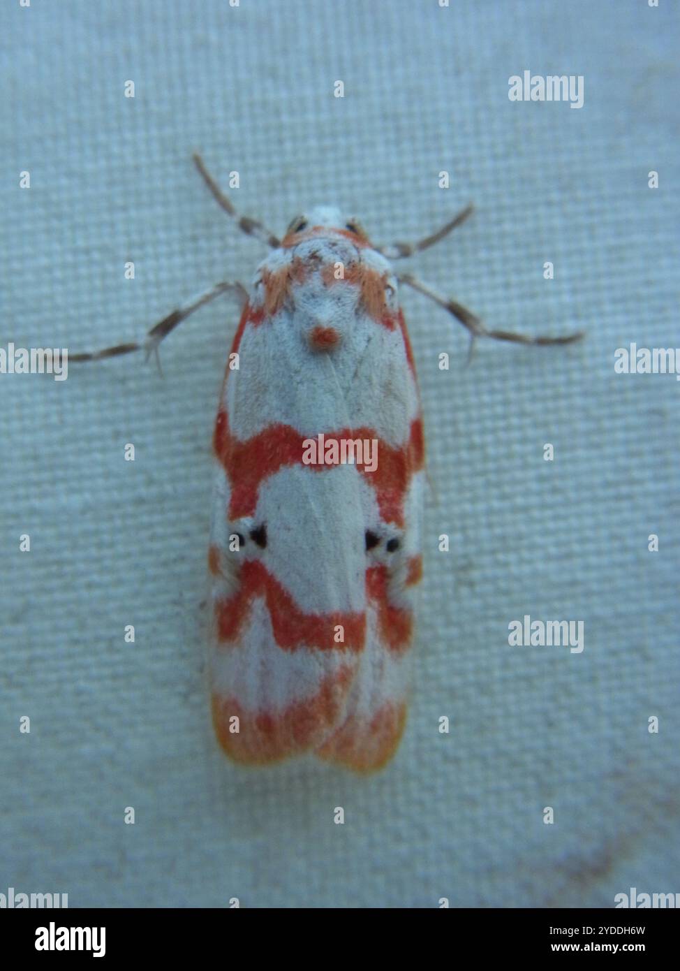 (Cyana hamata hamata Stock Photo - Alamy