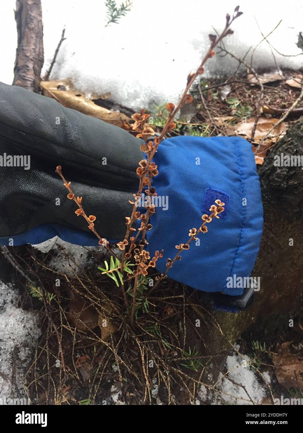 Beechdrops (Epifagus virginiana Stock Photo - Alamy