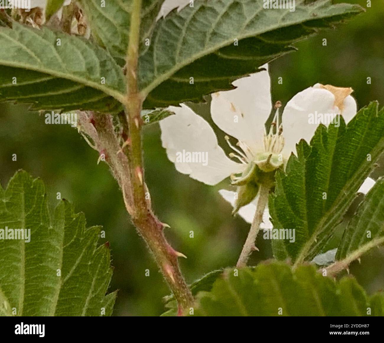 Pensilvanicus hi-res stock photography and images - Alamy