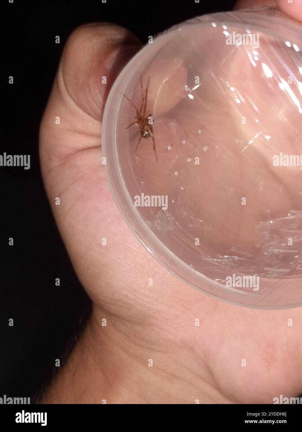 Red House Spider (Nesticodes rufipes Stock Photo - Alamy