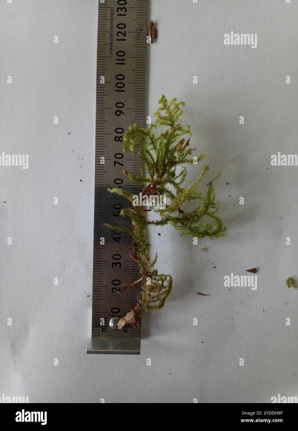 Common striated feather moss hi-res stock photography and images - Alamy