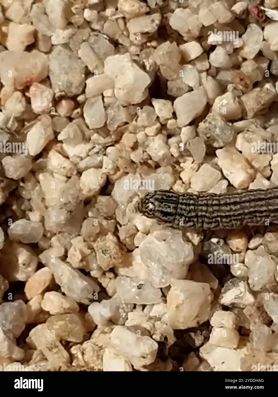 Armyworm Moths (Spodoptera Stock Photo - Alamy