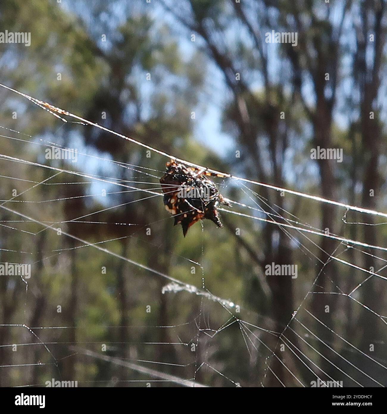 Christmas Jewel Spider (Austracantha minax Stock Photo - Alamy