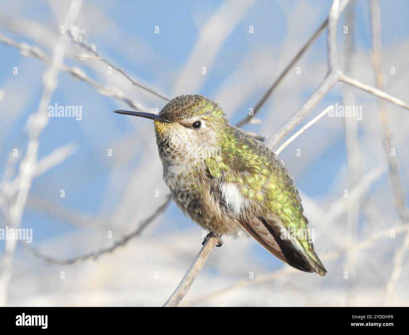 Anna's Hummingbird (Calypte anna Stock Photo - Alamy