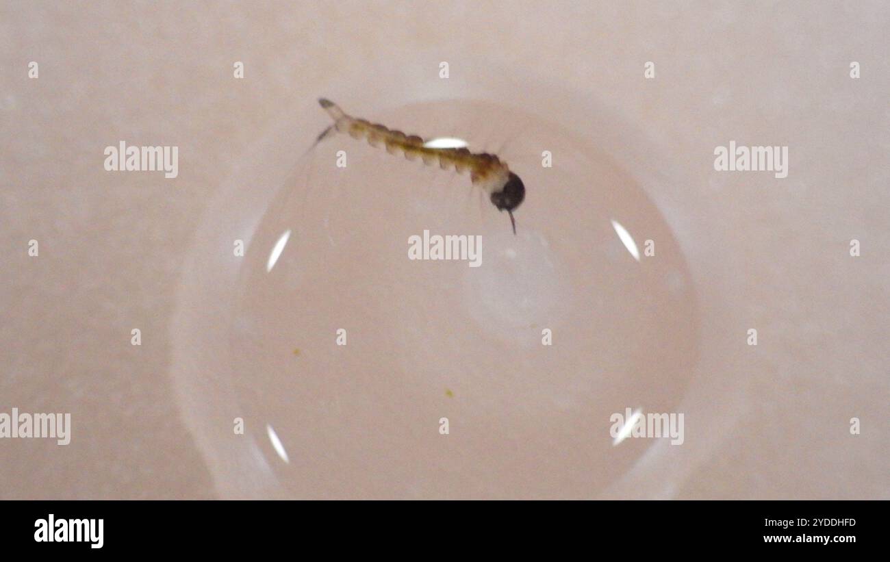 Culicine mosquitoes hi-res stock photography and images - Alamy