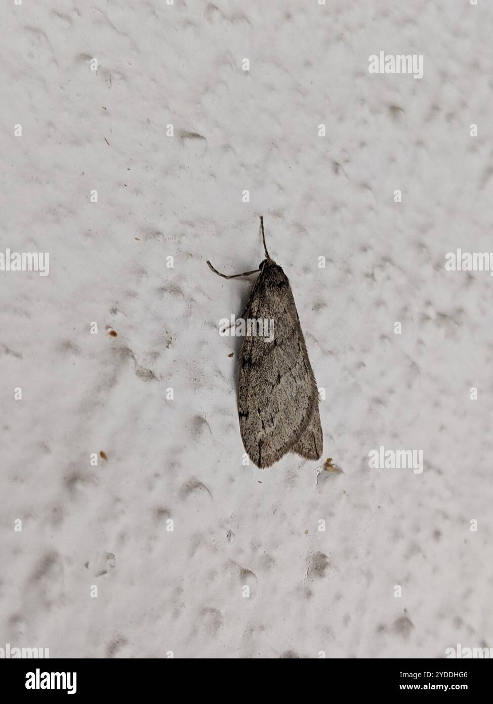 Spring Cankerworm Moth (Paleacrita vernata Stock Photo - Alamy