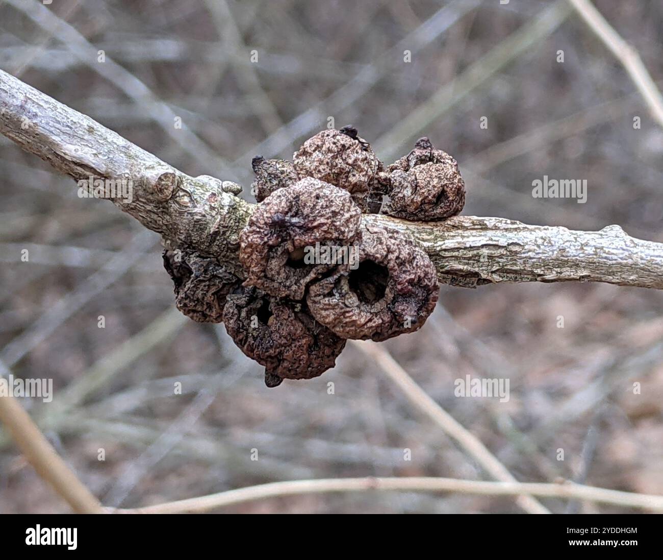 Oak Rough Bulletgall Wasp (Disholcaspis quercusmamma Stock Photo - Alamy