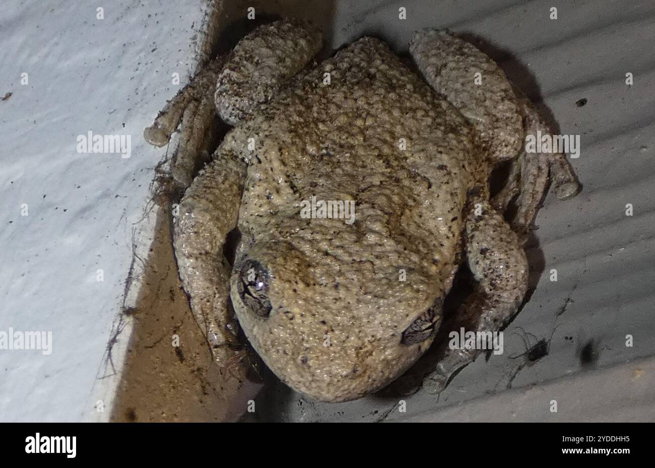 Cope's Gray Treefrog (Hyla chrysoscelis Stock Photo - Alamy