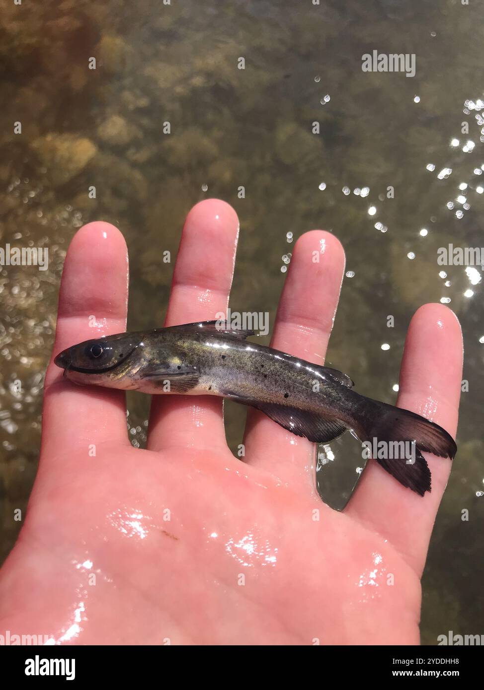 Channel Catfish (Ictalurus punctatus Stock Photo - Alamy