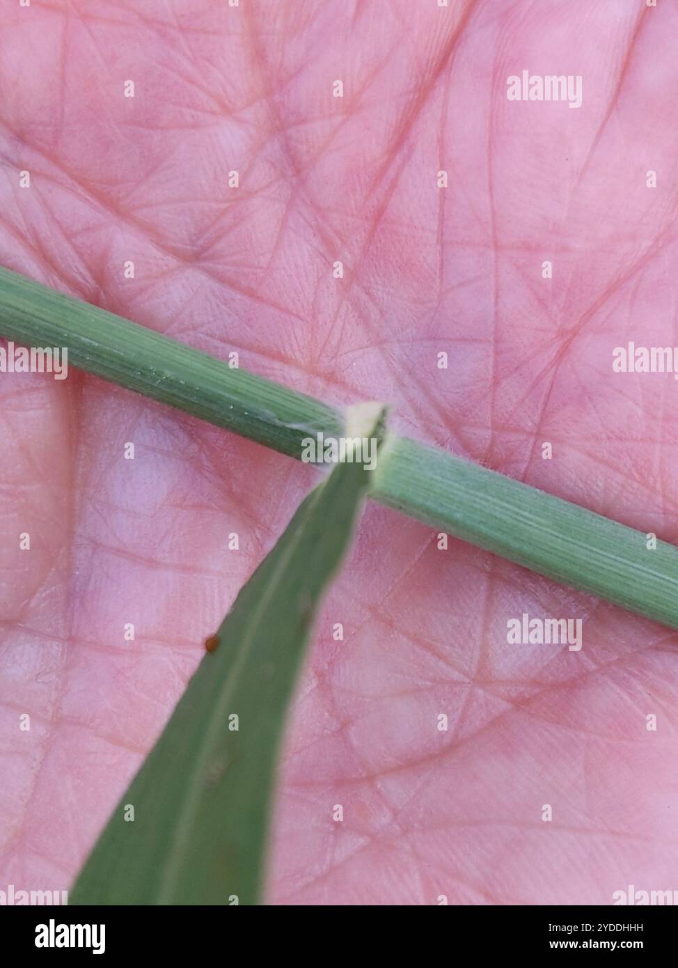 guinea grass (Megathyrsus maximus Stock Photo - Alamy