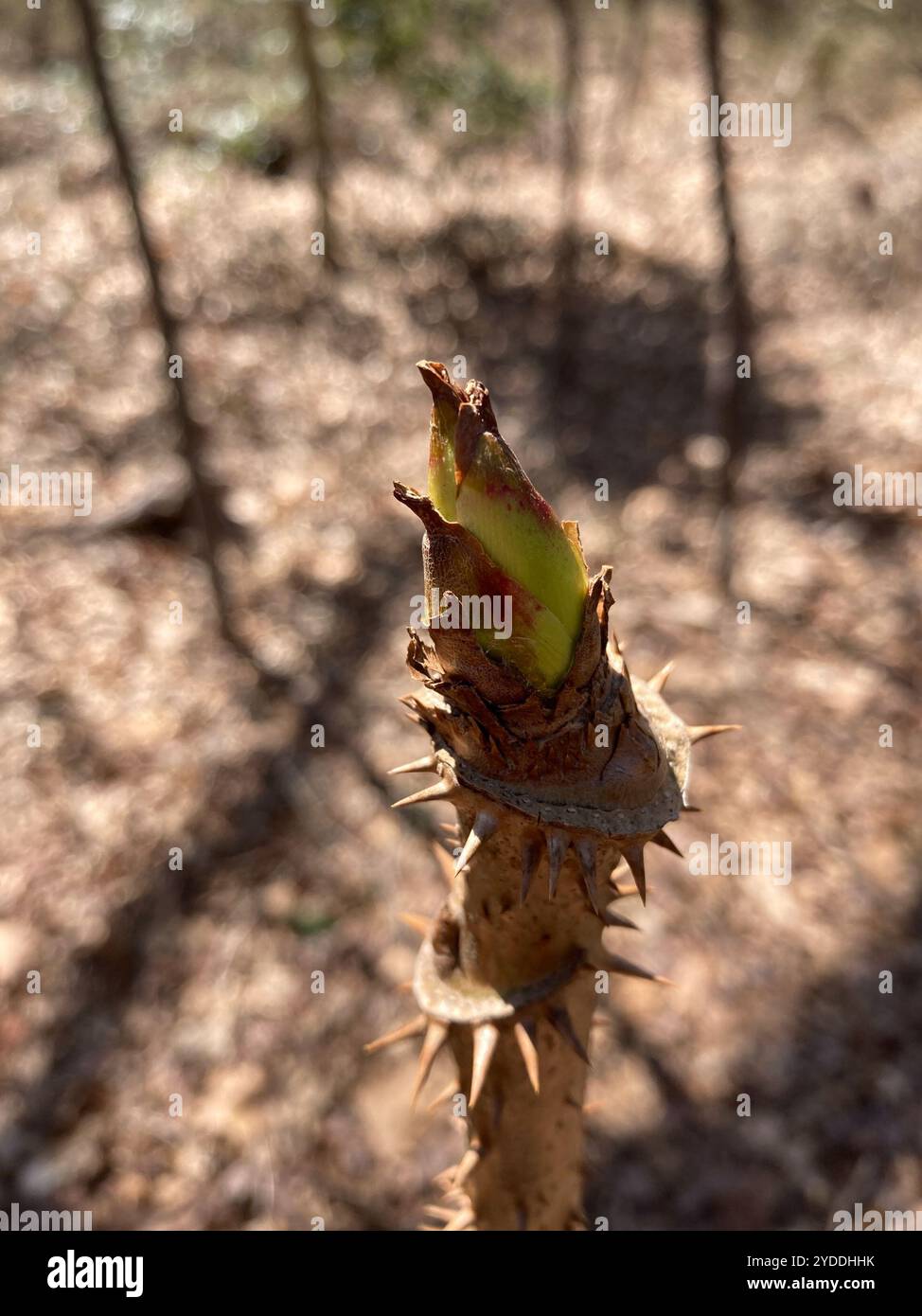 devil's walkingstick (Aralia spinosa Stock Photo - Alamy