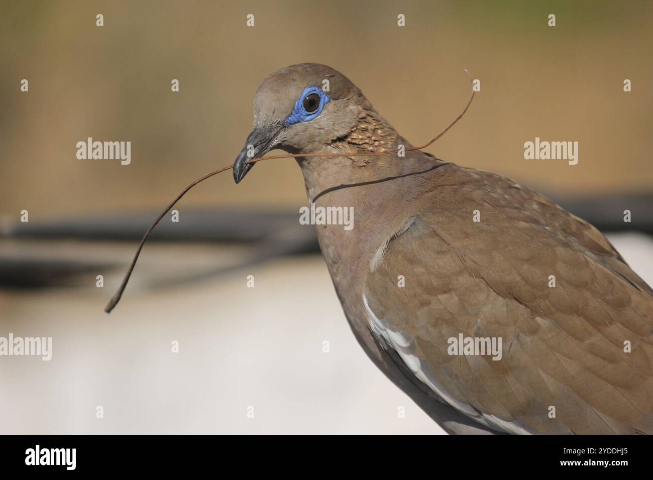 West peruvian dove hi-res stock photography and images - Alamy