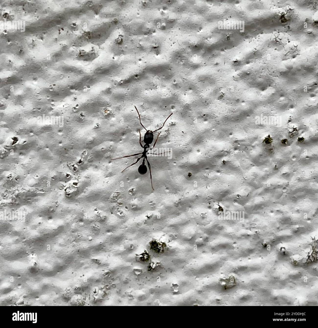 Collared ants hi-res stock photography and images - Alamy