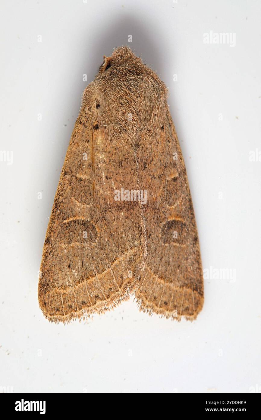 Common Quaker (Orthosia cerasi Stock Photo - Alamy