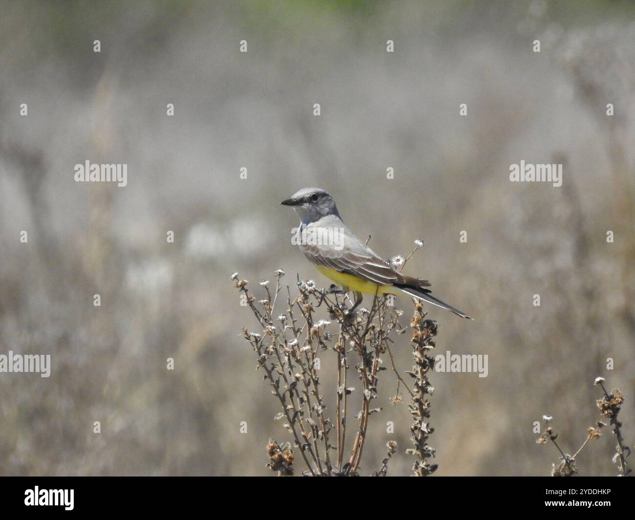 Western Kingbird (Tyrannus verticalis Stock Photo - Alamy