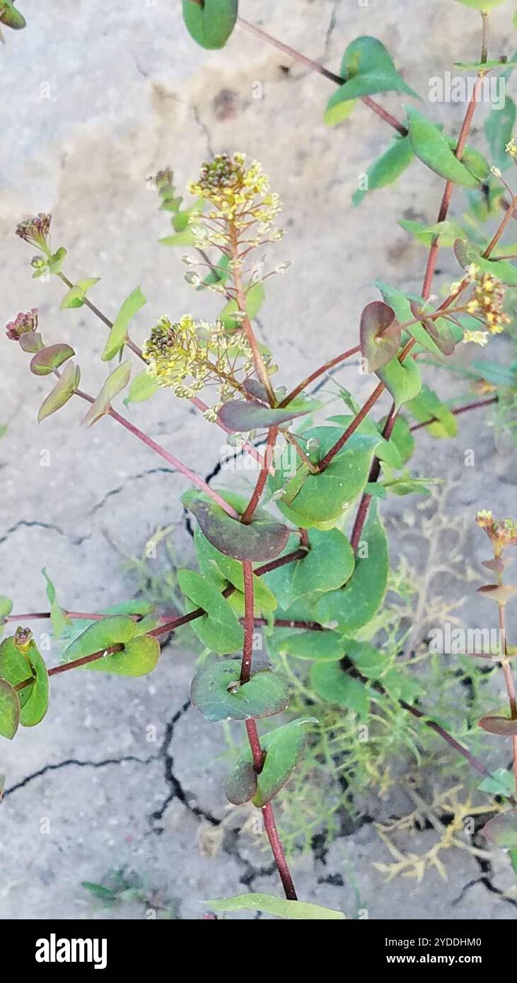 clasping pepperweed (Lepidium perfoliatum Stock Photo - Alamy