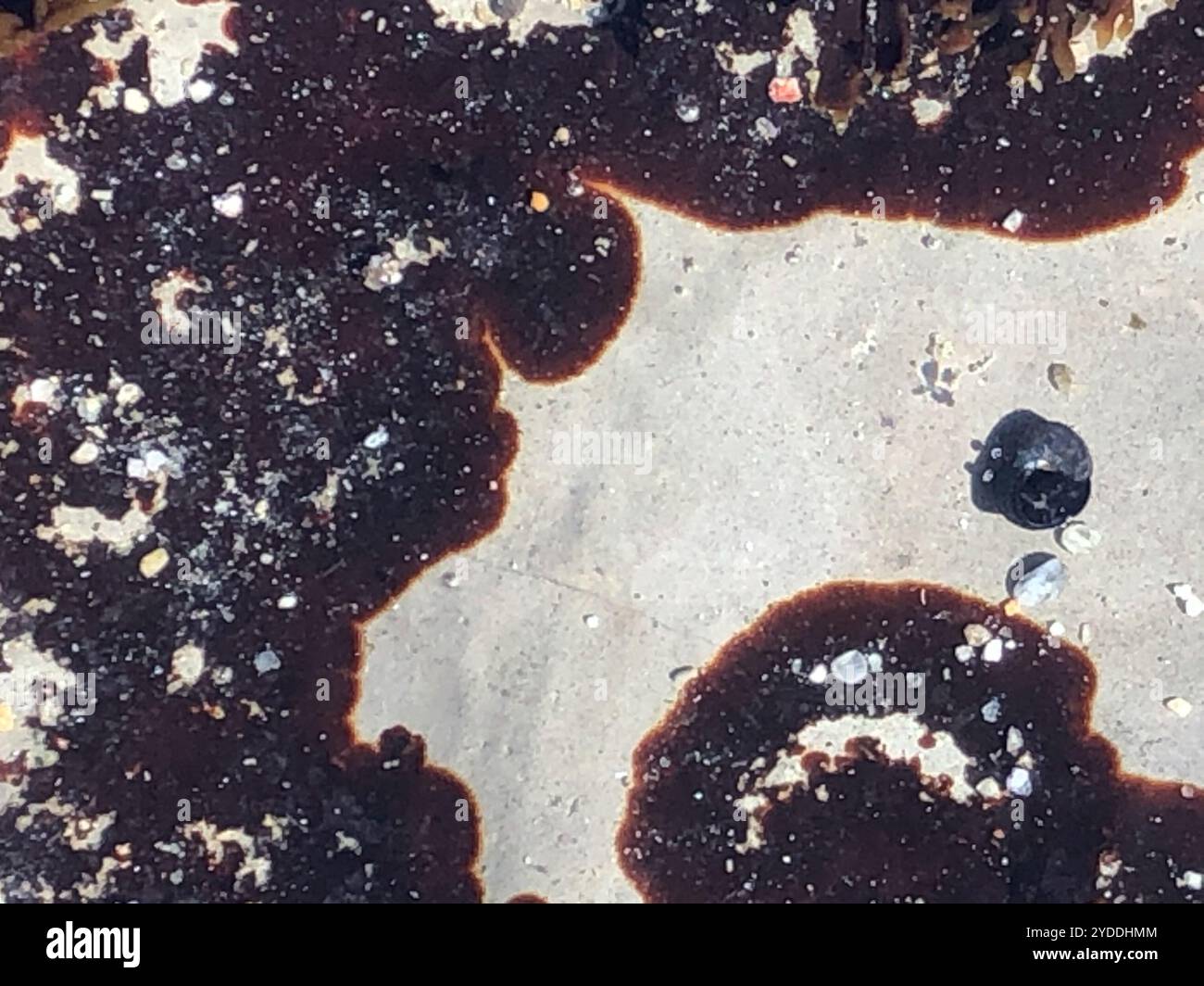 encrusting red algae (Mastocarpus Stock Photo - Alamy