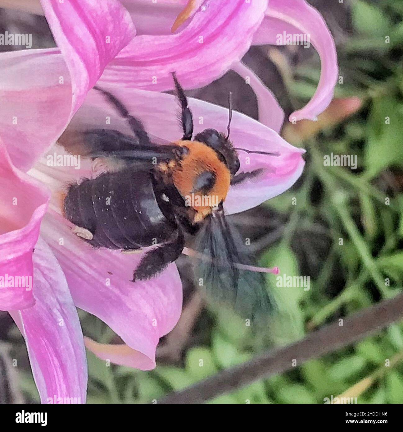 Giant Carpenter Bee (Xylocopa flavorufa Stock Photo - Alamy