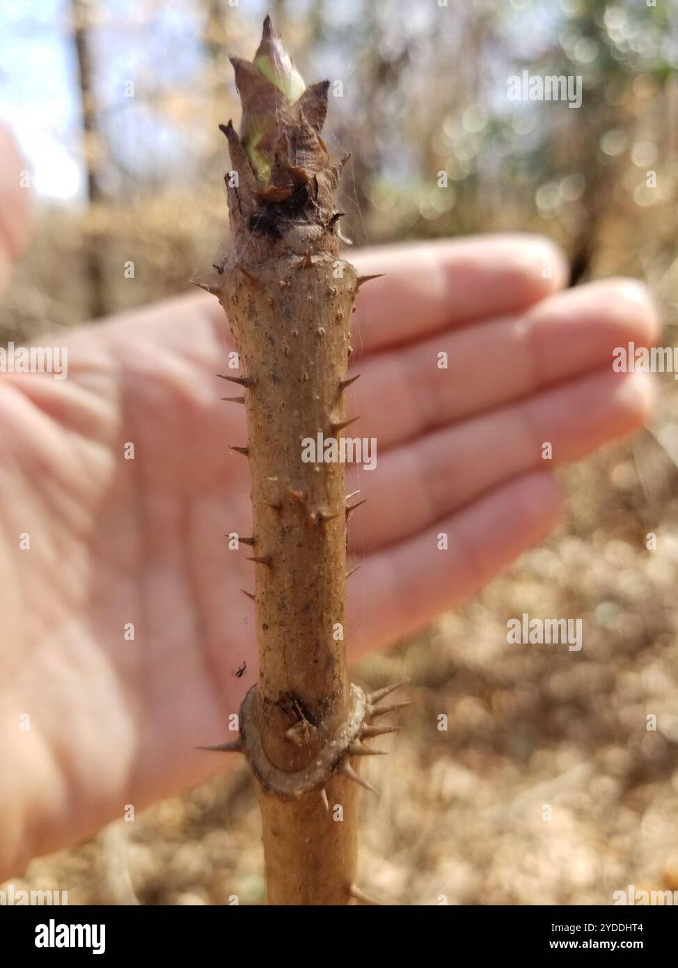 devil's walkingstick (Aralia spinosa Stock Photo - Alamy