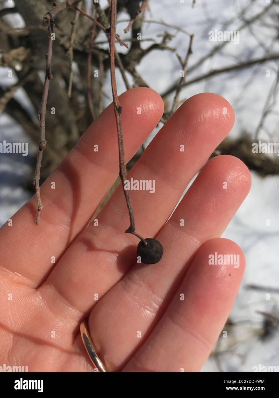 Dwarf Hackberry (Celtis tenuifolia Stock Photo - Alamy