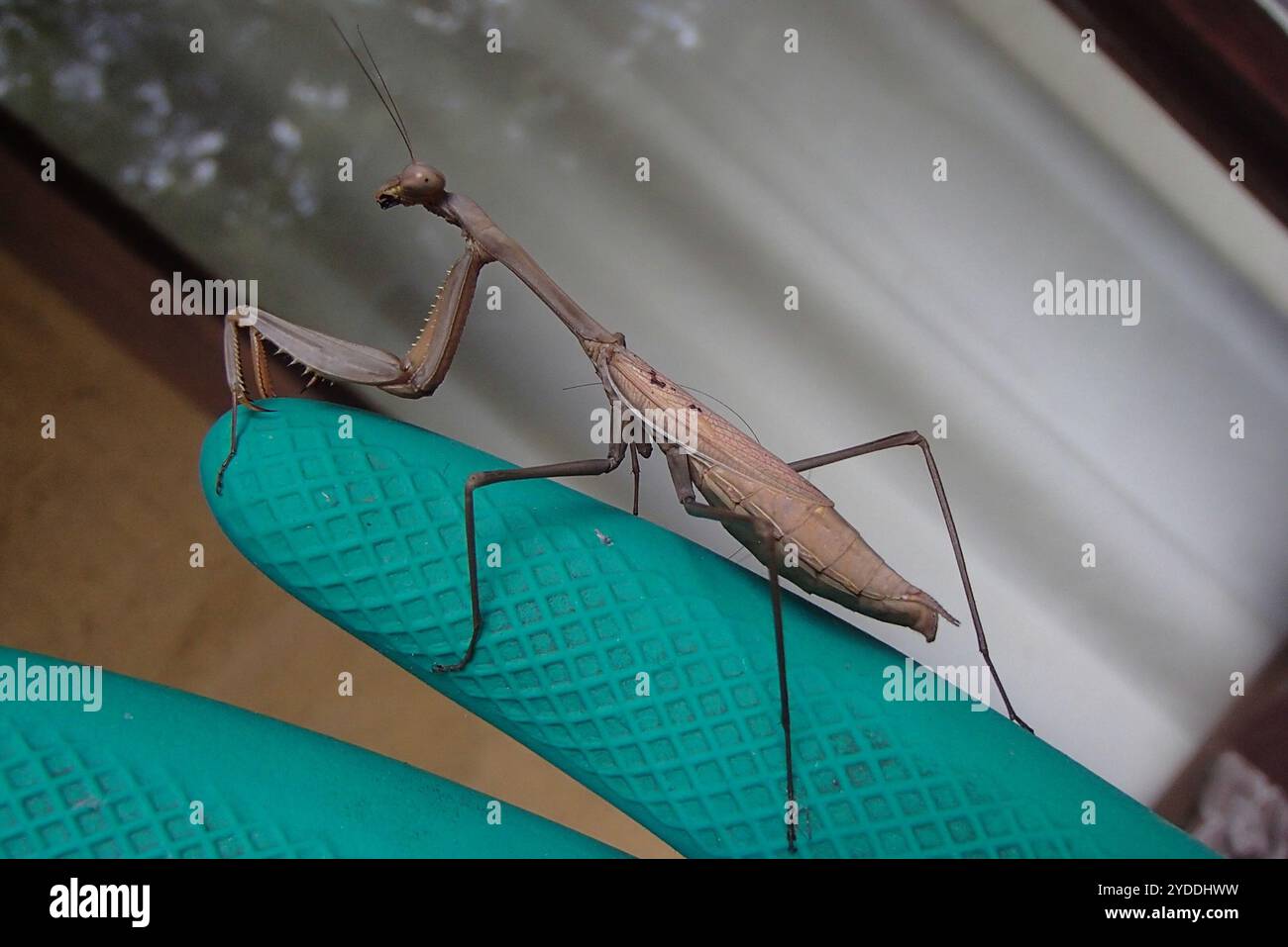 False garden mantis hi-res stock photography and images - Alamy
