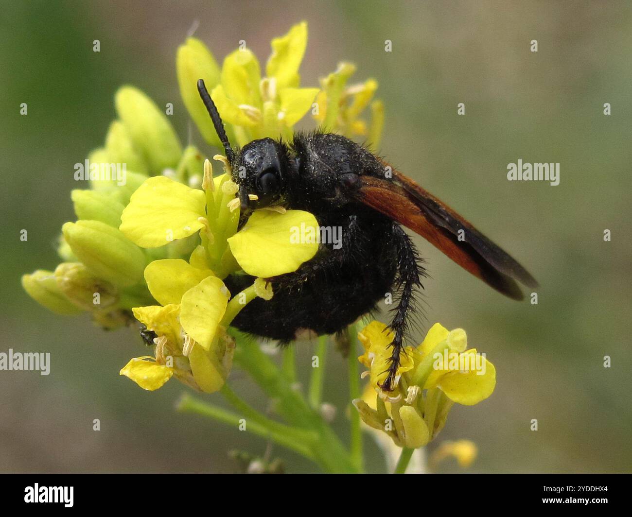 Scolia sexmaculata hi-res stock photography and images - Alamy