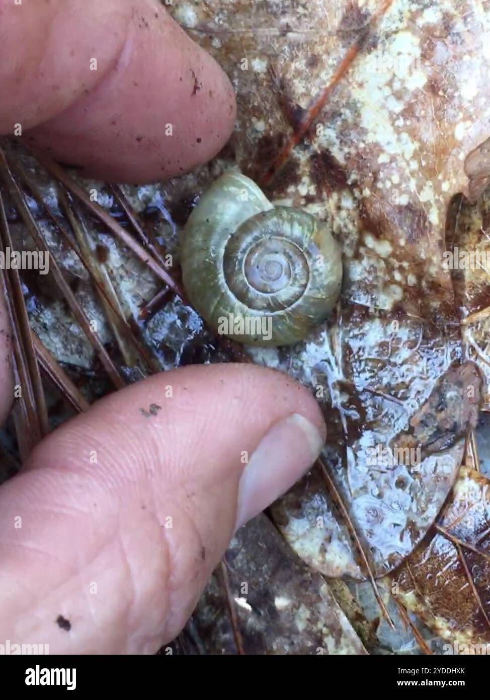 Gray-foot Lancetooth Snail (Haplotrema concavum Stock Photo - Alamy