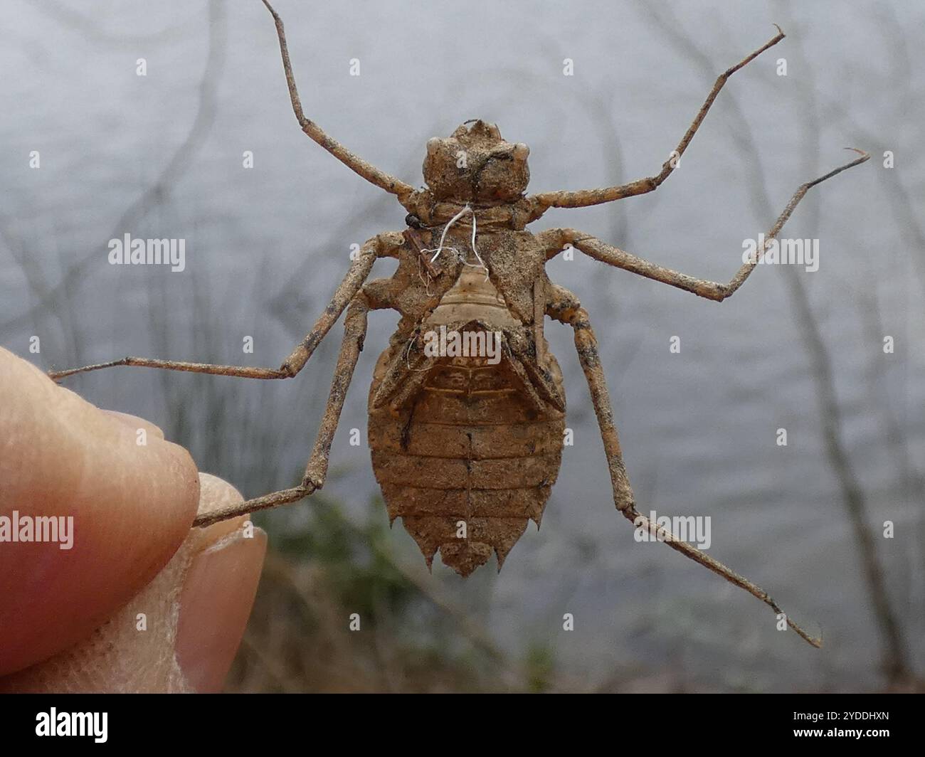 Macromiidae hi-res stock photography and images - Alamy