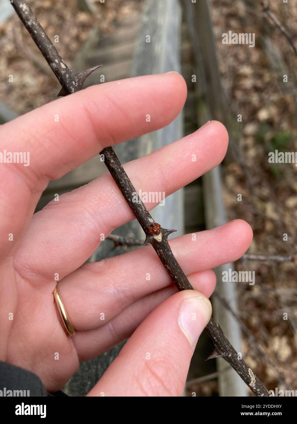 common prickly ash (Zanthoxylum americanum Stock Photo - Alamy