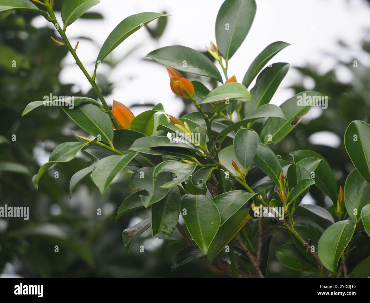 (Cleyera japonica morii Stock Photo - Alamy
