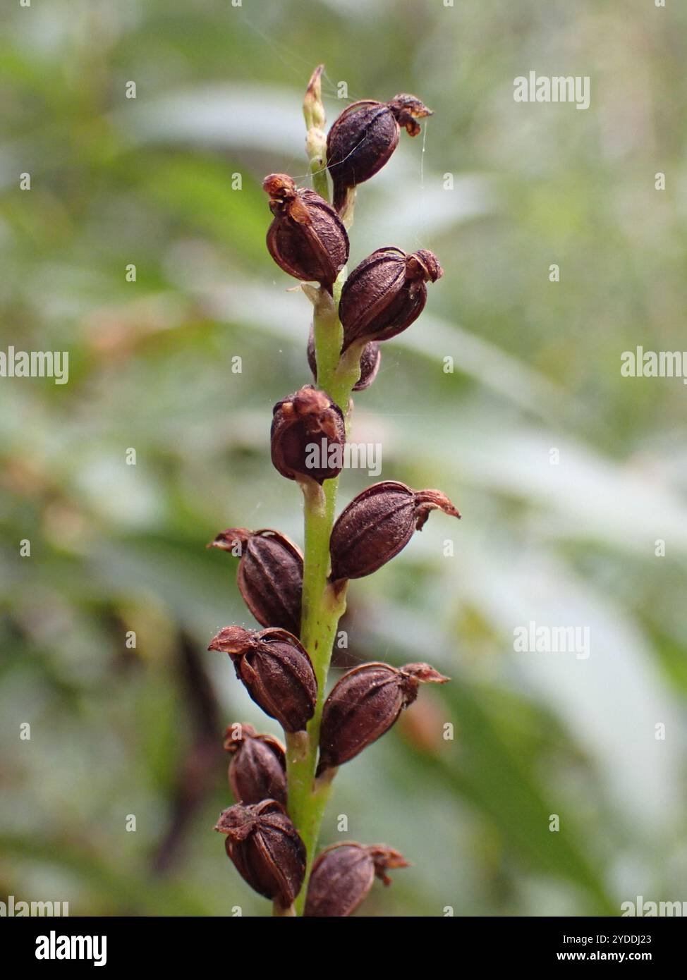 common onion-orchid (Microtis unifolia Stock Photo - Alamy