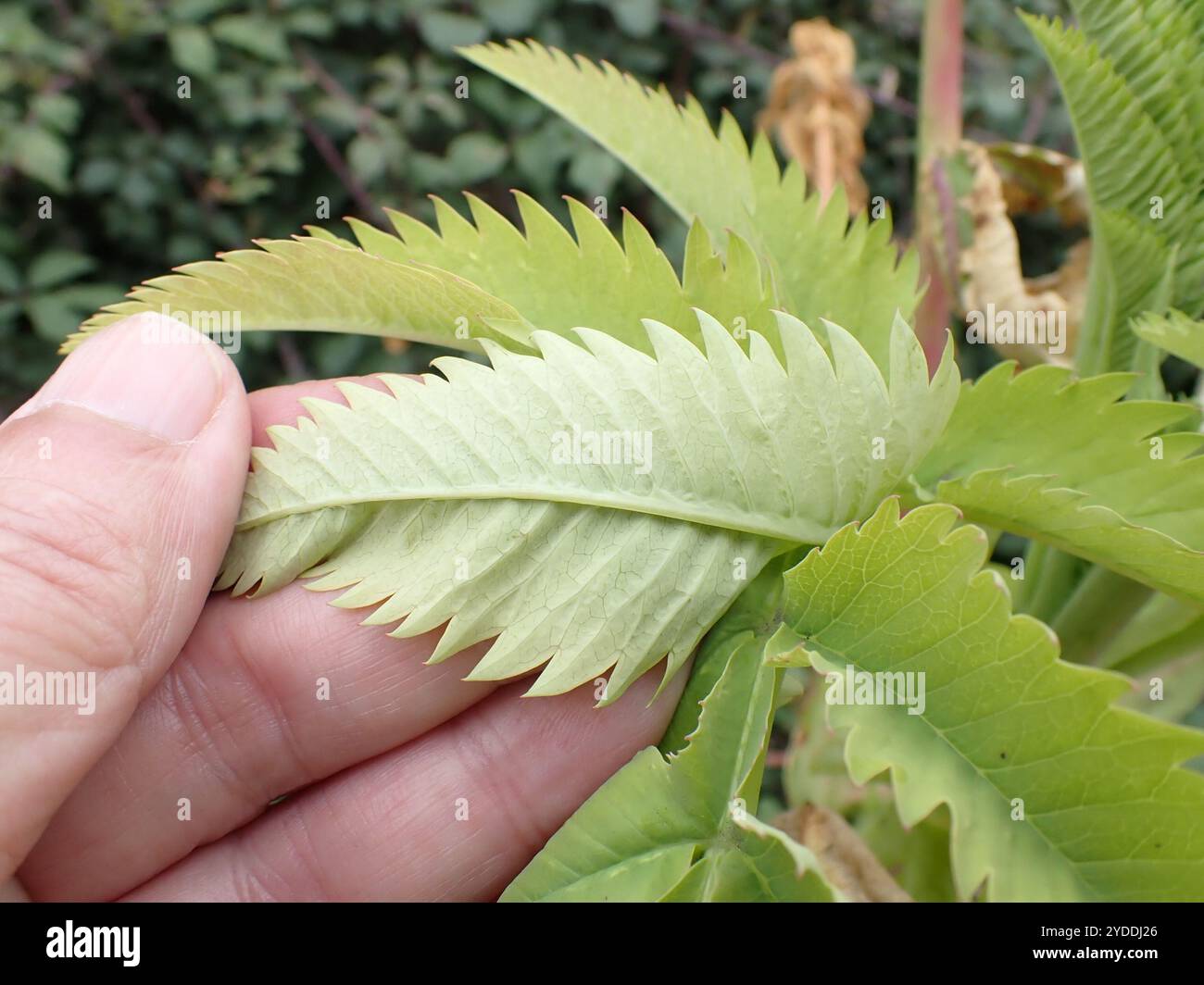 Cape honey flower (Melianthus major Stock Photo - Alamy