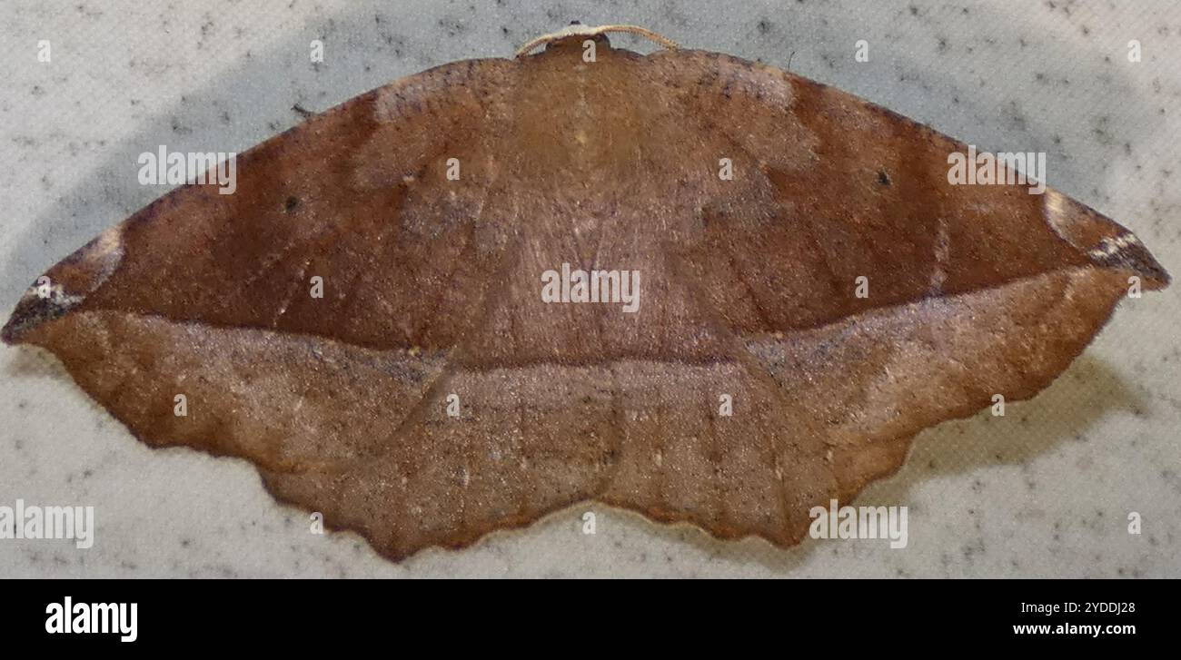 Curved-toothed Geometer Moth (Eutrapela clemataria Stock Photo - Alamy