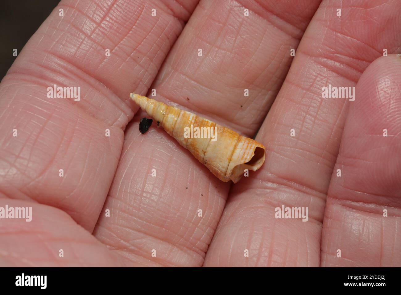 Common Tower Shell (Turritellinella tricarinata Stock Photo - Alamy