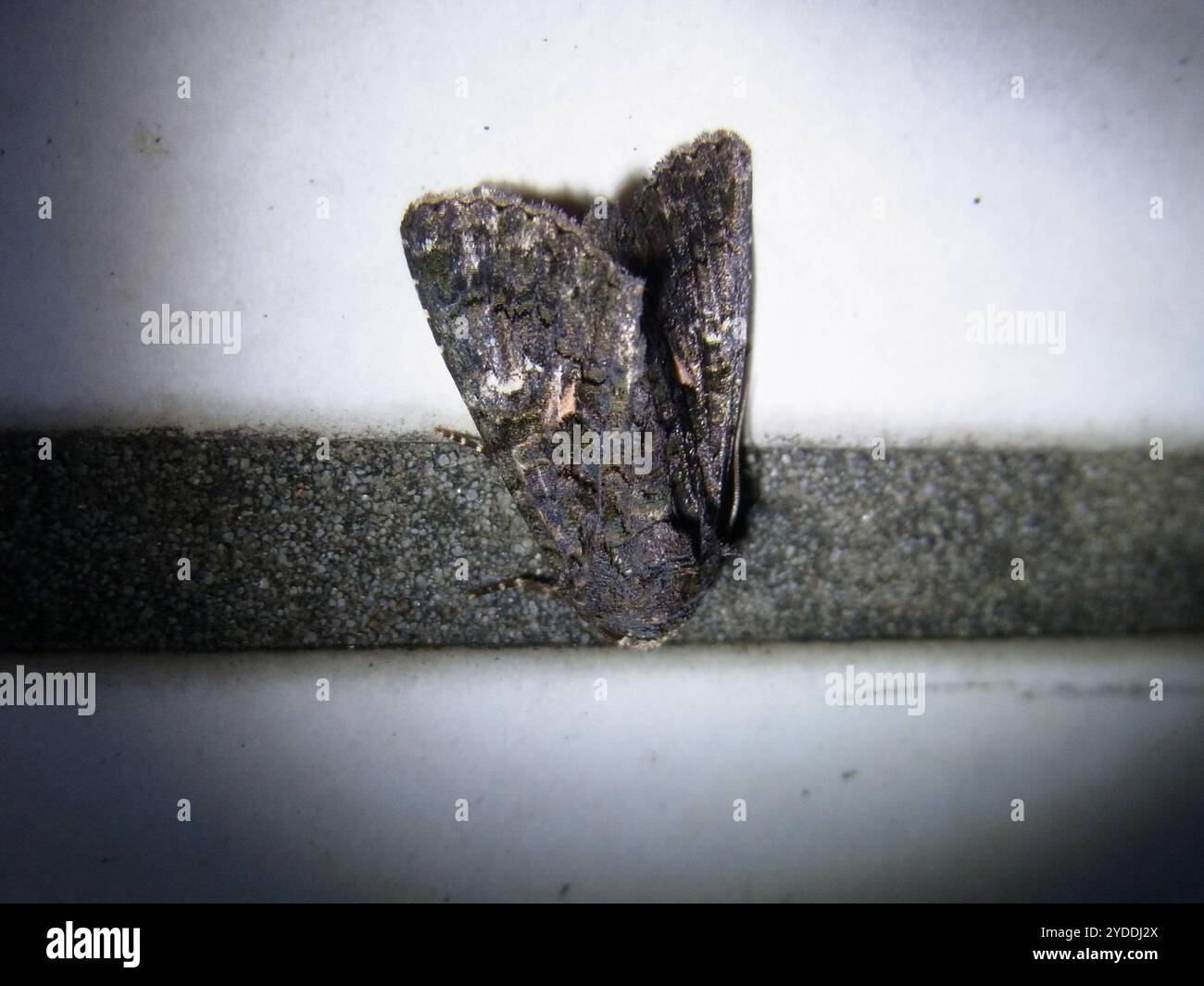Aedia leucomelas hi-res stock photography and images - Alamy
