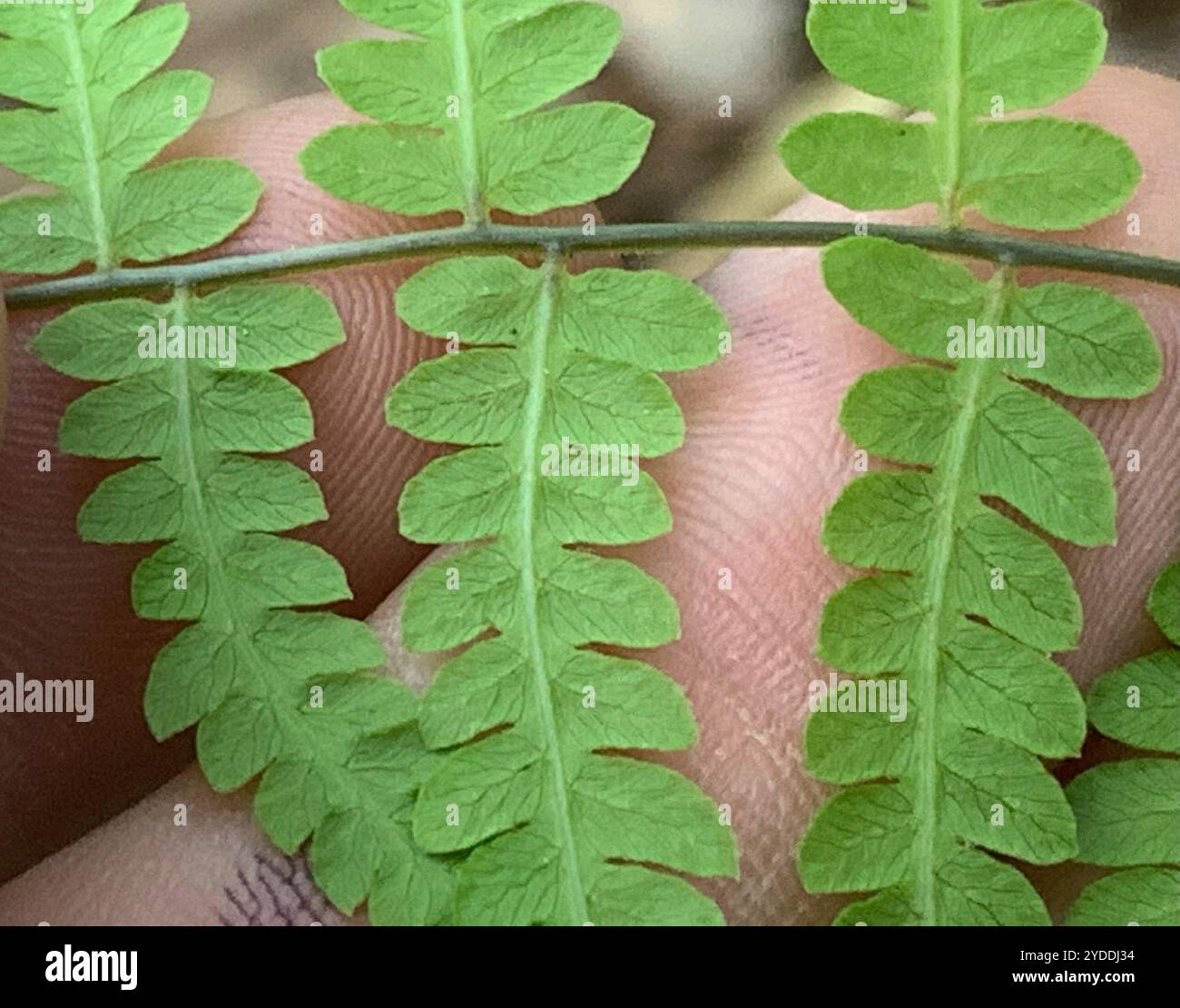 Eastern American marsh fern (Thelypteris palustris pubescens Stock ...