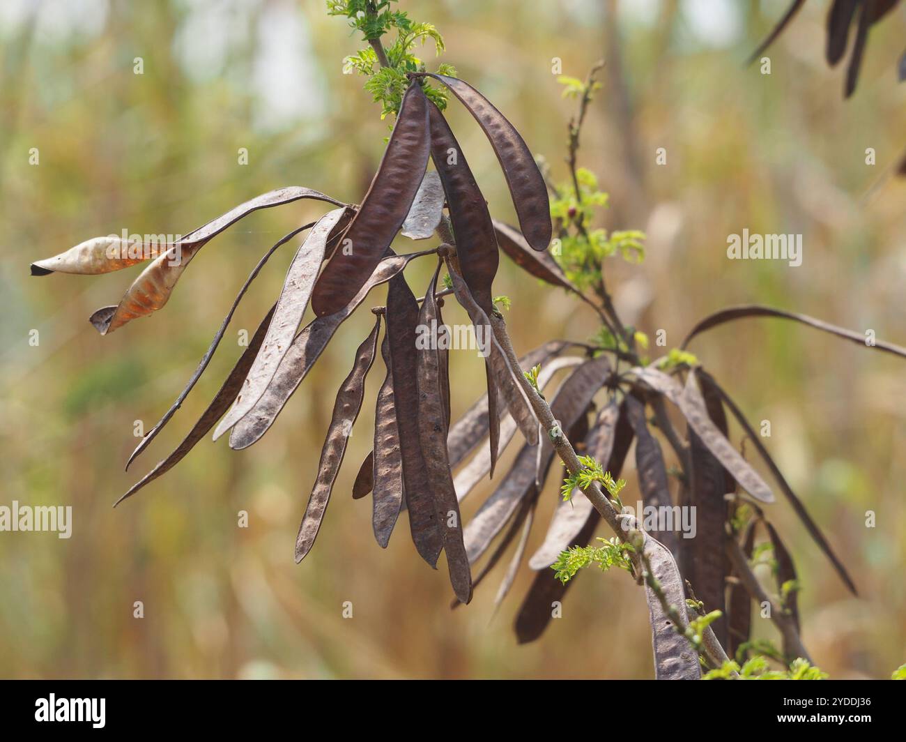 White leadtree (Leucaena leucocephala Stock Photo - Alamy